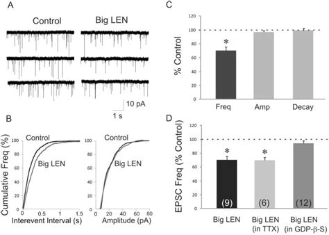 A Whole Cell Patch Clamp Recording Of Spontaneous Synaptic Currents In