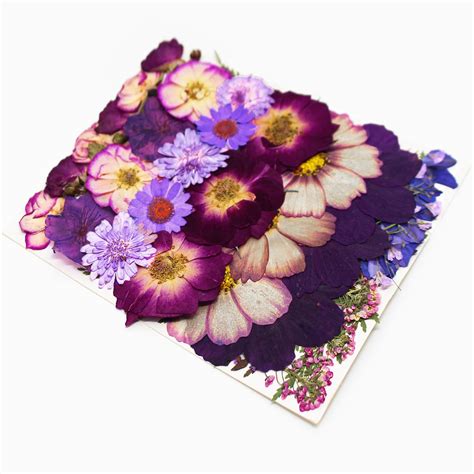 Pressed Flower Expensive Real Dried Pressed Flowers
