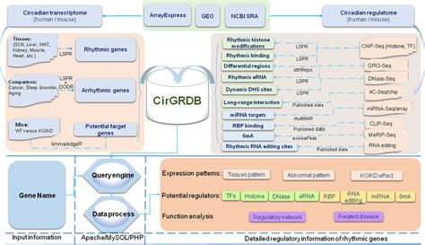 Construction And Content Of Cirgrdb Circadian Datasets Were Downloaded Download Scientific