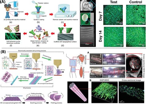 4d Scaffolds For Muscle Tissue Engineering A Illustration Of The Download Scientific Diagram