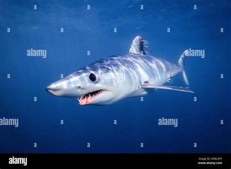 Mako Shark Isurus Oxyrinchus La Jolla California Usa East Pacific