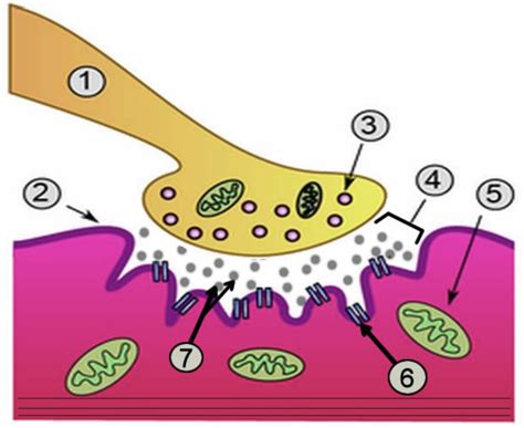 Neurotransmitter Diagram Quizlet