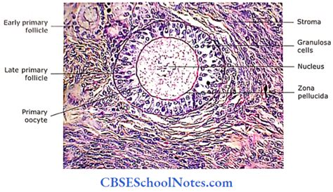Histology Of Female Reproductive System Notes Cbse School Notes