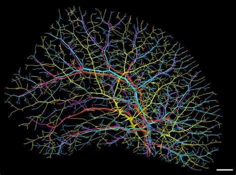 Vascular Structure 3d Reconstruction Life In Atomic Resolution