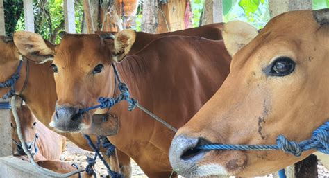 Pembibitan Sapi Pedaging Dinas Pertanian Dan Ketahanan Pangan