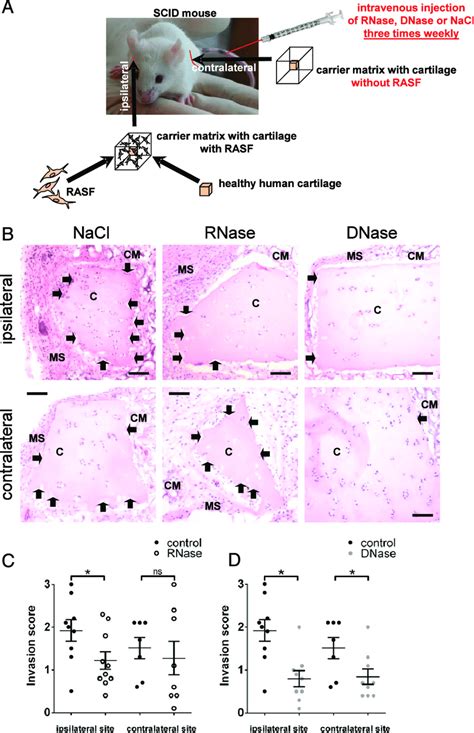 Influence Of Nuclease Treatment On Cartilage Invasion Of Rasf In The Download Scientific