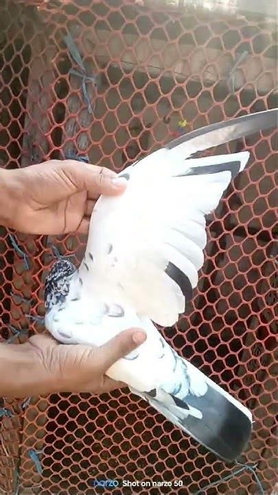 জিরা গলা নর ️ ️ Youtube