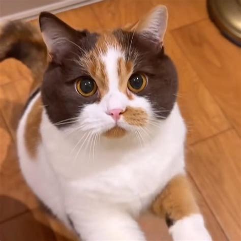 เด้งตอนเด็ก น่ารัก น้องหมูเด้ง Facebook