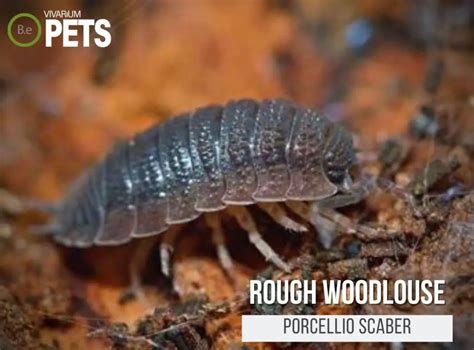 porcellio scaber rough woodlouse complete care guide
