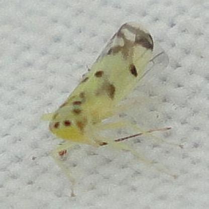 Rice Pest Object Detection Dataset And Pre Trained Model By Anika Afrin