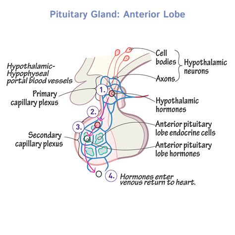 Physiology Glossary Pituitary Gland Anterior Lobe Draw It To Know It