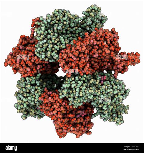 Hypothetical Phosphate Regulatory Protein Np 719307 1 Computer Model Showing The Hexameric