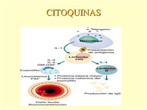 Citocinas Pro Inflamatorias Citocinas Sco
