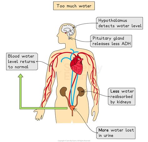Adh And Composition Of Urine Igcse Biology Revision Notes