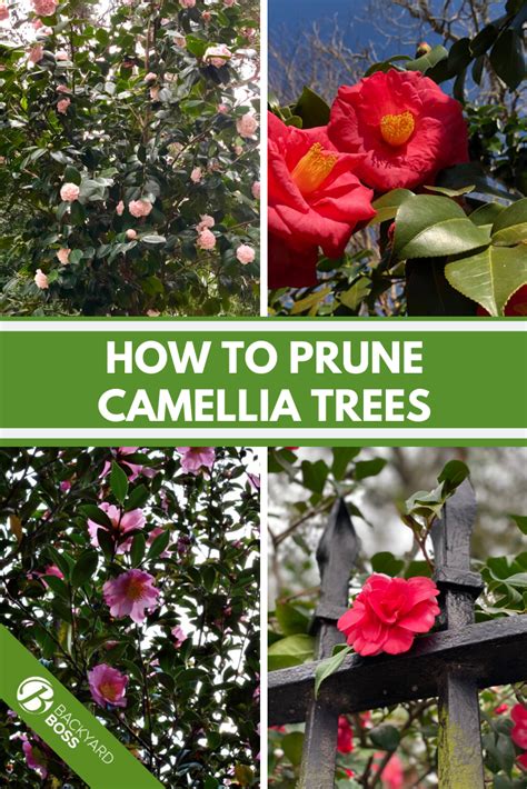 Ultimate Guide To Camellia Care Camellia Tree Prune Camellia Plant