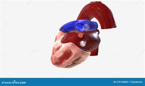 Thoracic Cavity Vector Illustration Drawing Labeled