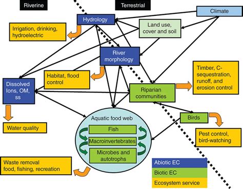 Diagram Showing Theoretical Linkages Between Different Biophysical Download Scientific Diagram