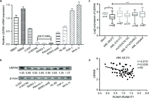 ubxn8 expression is selectively downregulated in runx1 runx1t1 aml