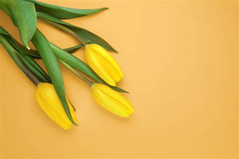 노란색 배경에 노란색 튤립의 꽃다발입니다 해피 어머니의 날 여성의 날 결혼식과 발렌타인 데이 복사 공간이 있는 인사말 카드 0명에 대한 스톡 사진 및 기타 이미지 Istock