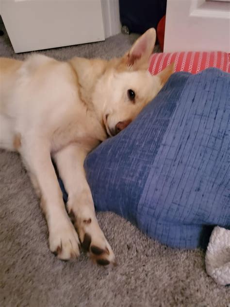 a long walk 30 minutes of fetch later she ll be up and active again