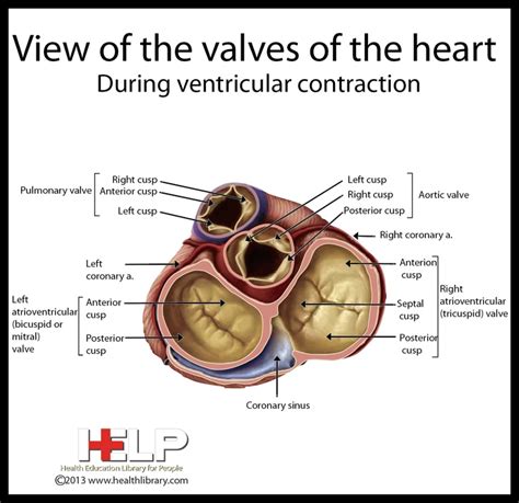 Anatomy Of Heart Valves Pdf At Dorothy Bufkin Blog