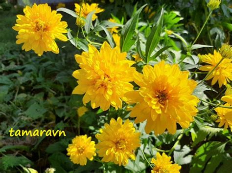 Всё о бегониях и не только Короткоухие слоновые прыгунчики