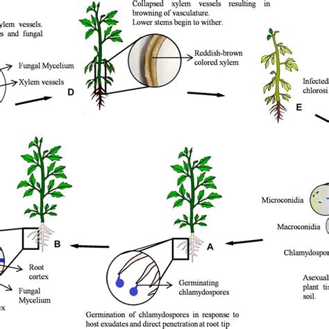 Pdf Secreted In Xylem Genes Drivers Of Host Adaptation In Fusarium