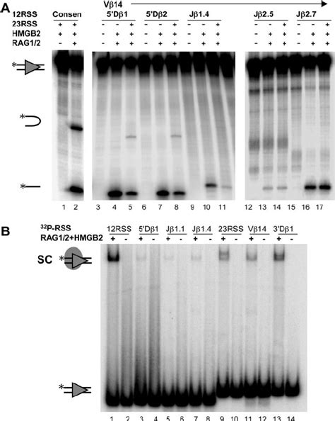 Dna Binding And Cleavage A Dna Cleavage Reactions Mg 2 ϩ Buffer Download Scientific