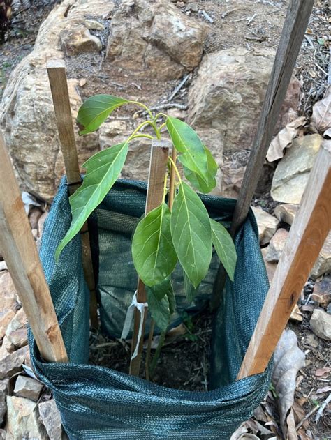 Planted Hass Avo Tree 3 Months Ago In Aussie Spring But Havent Seen Much Progress Tips R
