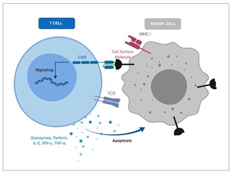 连环画 新一代car T技术