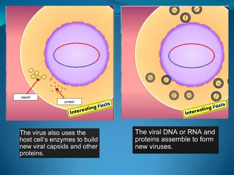 1 1 Classification Of Microbes Pptx
