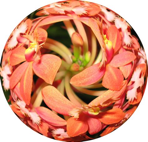 무료 이미지 꽃잎 심장 식품 높은 생기게 하다 담홍색 난초 크리스마스 장식 고용하다 오르간 꽃 그림집 안녕 입술 파워 샷 7 캐논 7