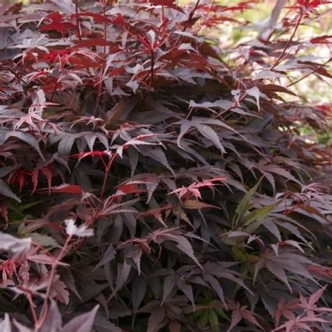 Acer Palmatum Pixie • Plantshopper
