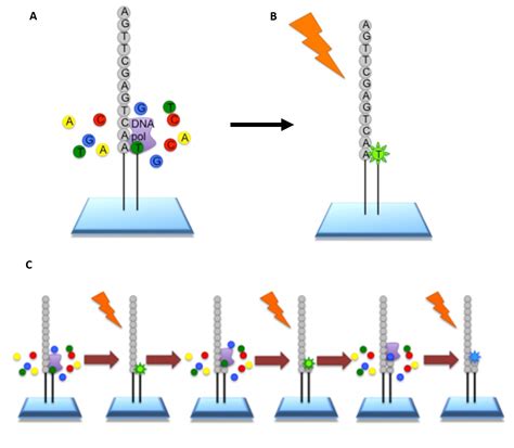 History Of Illumina Sequencing At Summer Mannix Blog