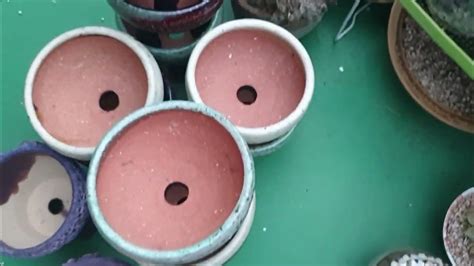 비맞으러 내려온 내 사랑이들다시 다육 고물상이 되었네요 Youtube