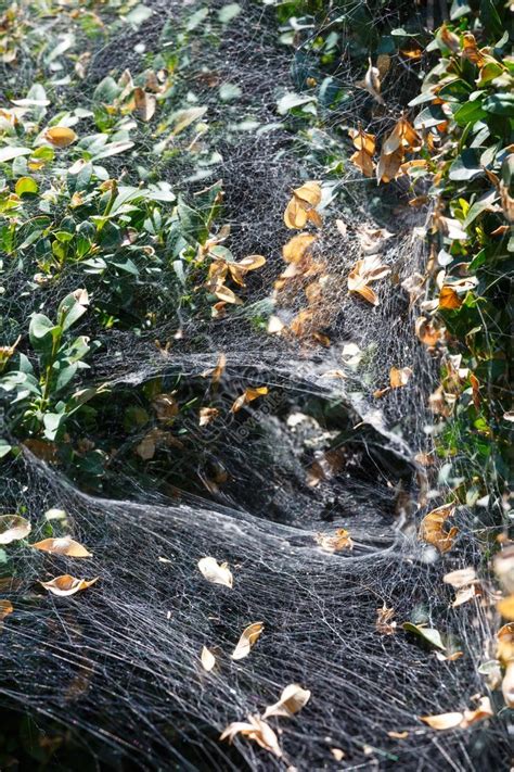 Photo Of Neglected Boxwood Bushes Covered In Dense Cobwebs On A Summer Day Picture And Hd Photos