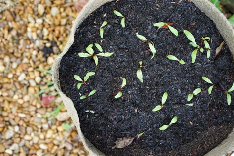 The Complete Guide To Growing Beets From Seed To Harvest • Gardenary