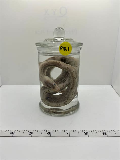 Wet Specimen Champagne Ball Python Etsy