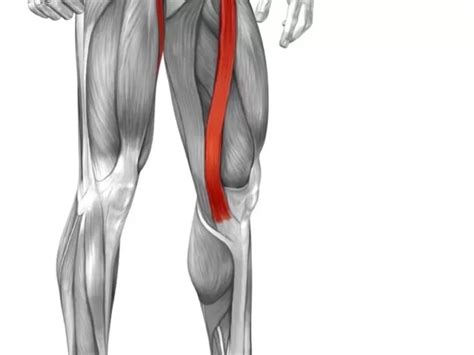 Sartorius Trigger Points Sartorius Trigger Points