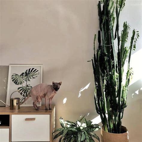 ТВ тумба Енссон 1 Latte купить в Москве по цене 16 990 рублей в интернет магазине