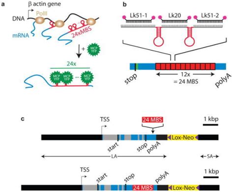 schematic of the actin ms2 system for live cell imaging a as the