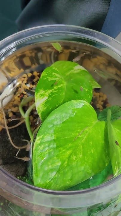 수경식물을 키우면 어항 속에 평화가 찾아온다 수경식물 수경재배 수경 Youtube