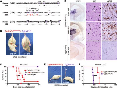 Mice Expressing A Human Elk Chimeric Prp C Are Infected By Cwd Prions Download Scientific