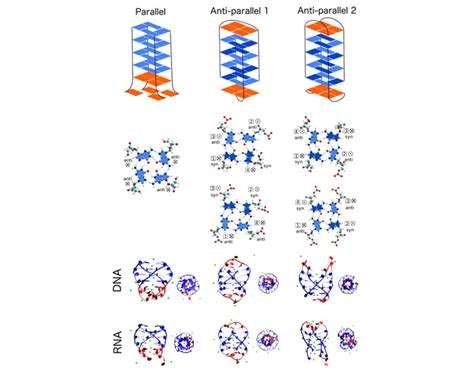 G Quadruplex Structure Of Gc Rich Hexanucleotide Repeats Medicine