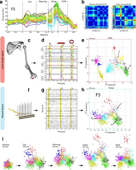 Object Vision To Hand Action In Macaque Parietal Premotor And Motor