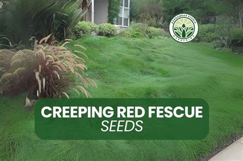 1000 Creeping Red Fescue Seeds Fine Lawn Grass For Shade And Sun Low
