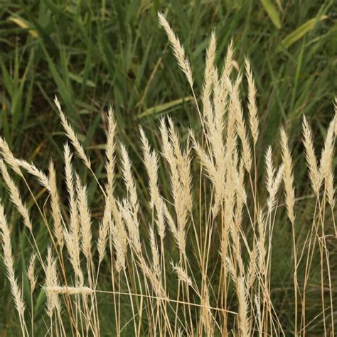 Rytidosperma Racemosum Clustered Wallaby Grass Westgate