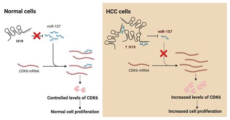 Or Long Non Coding Rna H19 Promotes Proliferation In Hepatocellular Carcinoma Cells Via H19