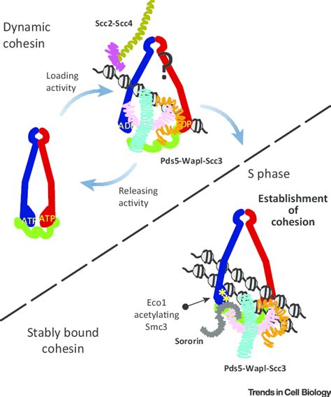 Cohesin Regulators And The Dynamic Life Of Cohesin In The Nucleus A Download Scientific