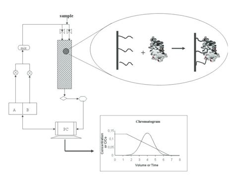 Hydrophobic Interaction Chromatography Hic Creative Biostructure
